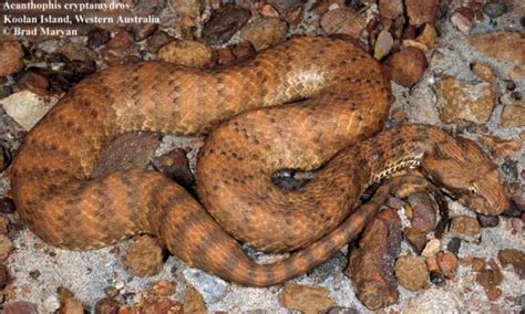 Acanthophis Cryptamydros The Reptile Database