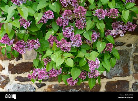 Syringa vulgaris buds -Fotos und -Bildmaterial in hoher Auflösung – Alamy