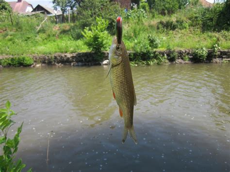 ZipBaits Rigge 35F – мій улюблений ультралайтовий воблер