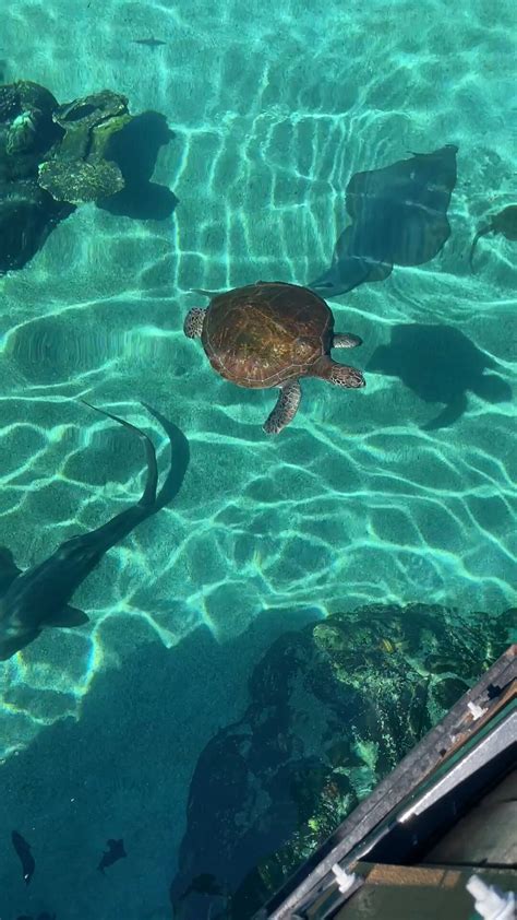 Detecting Scotty At Sea World Object Detection Dataset And Pre Trained Model By Ruths Project