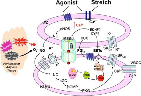 Endothelial Cell Ec Vascular Smooth Muscle Cell Vsmc Perivascular