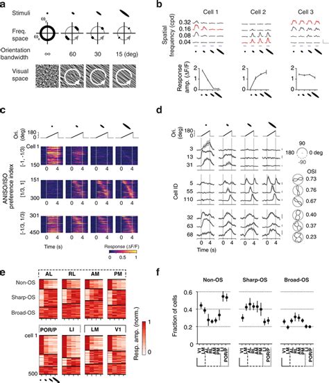 discrete response types underlie divergent representations of oriented