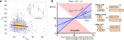 The Effects Of Stochasticity At The Single Cell Level And Cell Size
