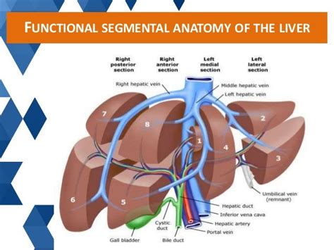 Liver Segments Anatomy
