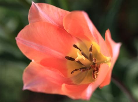 無料画像 工場 写真 花弁 チューリップ 高い パーク 植物学 黄 フローラ ワイルドフラワー 閉じる 5d 採用