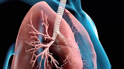 The Organs Of The Respiratory System Are Classified Into Two Groups The