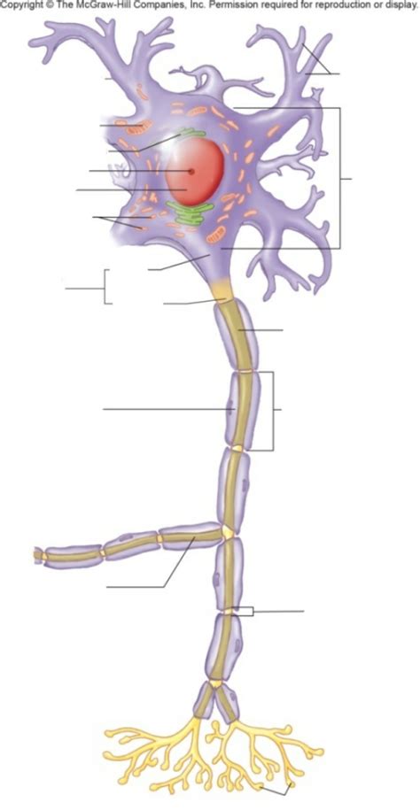 Neuron Anatomy Diagram Quizlet
