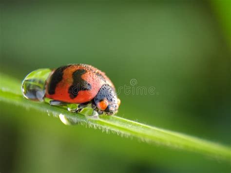 Ladybug In Nature Stock Image Image Of Spider Nature 265068969