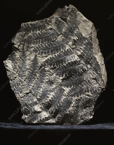 Alethopteris Seed Fern Fossil Stock Image C018 9379 Science Photo Library