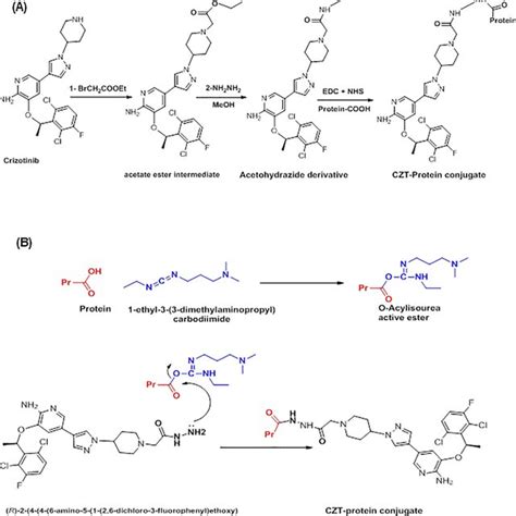 Pdf Synthesis Of Hapten Generation Of Specific Polyclonal Antibody