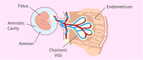 Embryo Development In The 4th Week Of Pregnancy