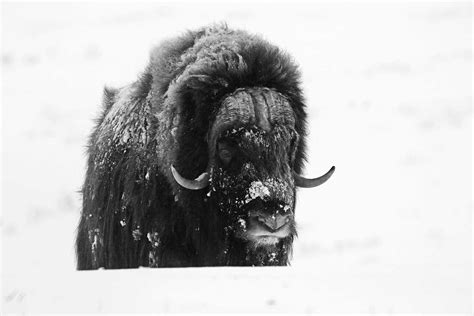 Dante Alpe Insearchpk