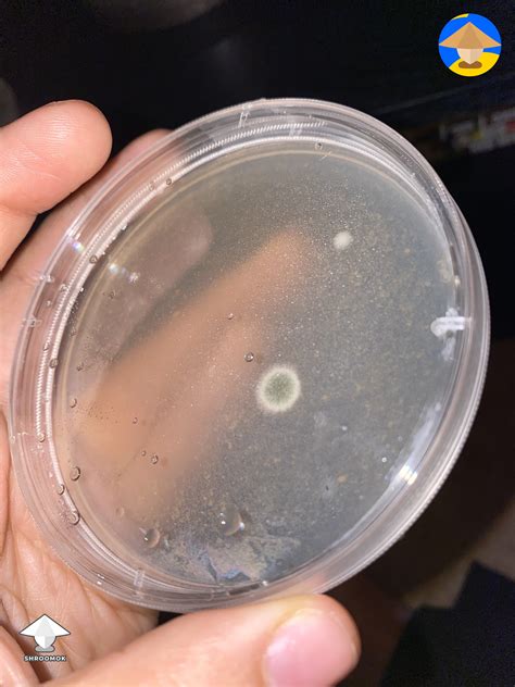 Blue Green Mold Penicillium Contamination In Mushroom Cultivation