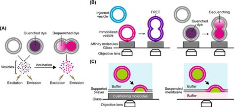 Optical Assays In Addition To The Lipid Mixing Assay Presented In