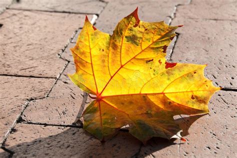 Het Blad Van Lit Stock Afbeelding Image Of Baksteen 11403579