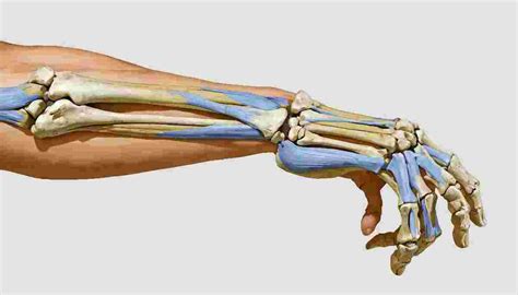 Extensor Retinaculum Compartments And Function