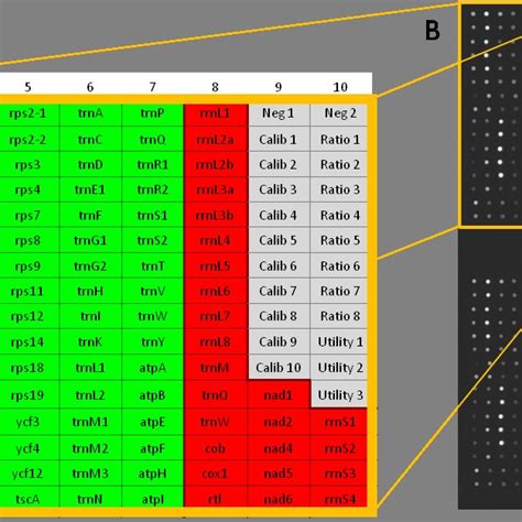 Microarray Layout A Schematic Of One Microarray Block Spots Are