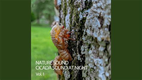 Giant Cicada Sound Youtube
