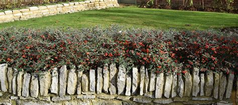 Cotoneaster Franchetii Hedges Direct Blog