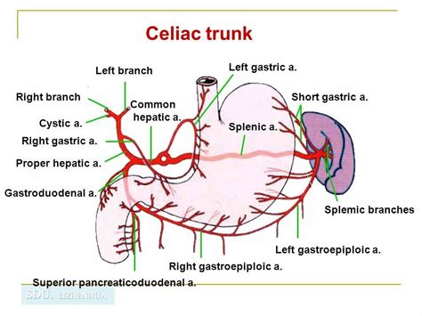 Note 3 Branches Of Celiac Trunk Artery Imp 【 Common Hepatic