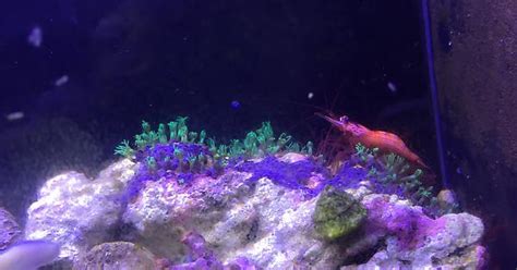 Fluval Spec Nano Reef Album On Imgur