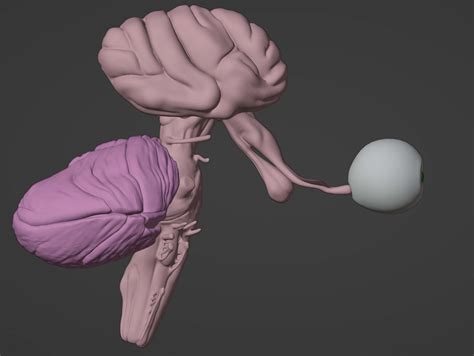 3d Model Of Brain Stem And Cranial Nerves By Azekapeka