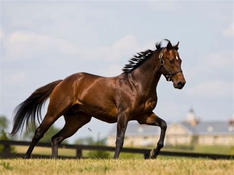 The Five Most Popular Horse Breeds In The Racing World