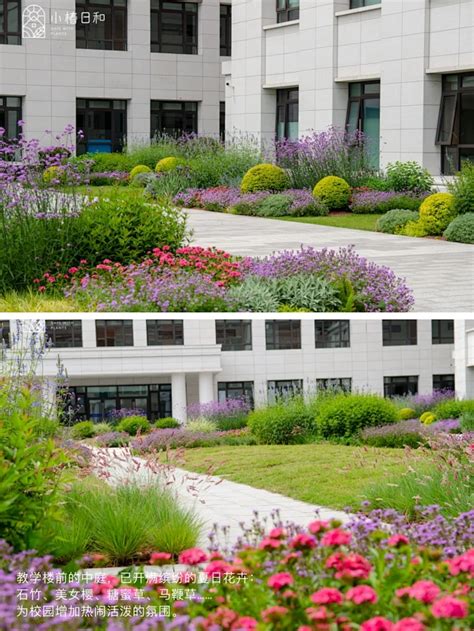 初夏·盛开在校园里的童话花境
