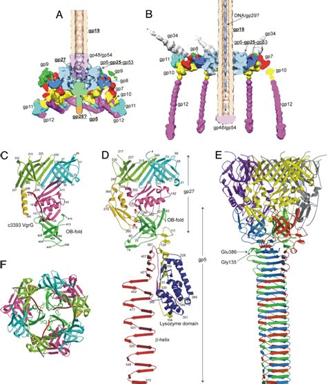 Structure Of The Bacteriophage T4 Baseplate And Comparison Of The E Download Scientific