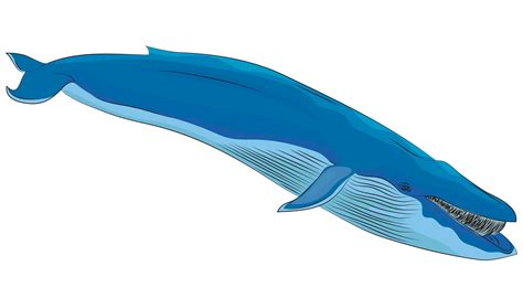 Ballena Azul Clipart Dibujos Animados Descargar Gratis Creazilla