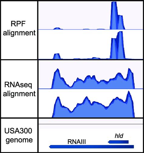 ribosome profiling data for the rnaiii locus visualization of reads