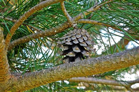 소나무 나무 솔 방울 Pixabay의 무료 사진