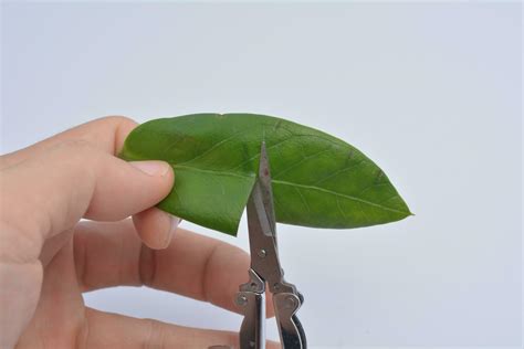 Cutting Leaf With Scissors Isolate White Background 26550228 Stock