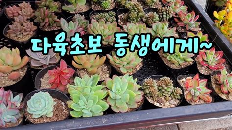 다육초보 동생에게 이런건 어떨까요 여미월 부용 미니염좌 청옥 깍지 벌레 생긴 다육이를 다 버렸던 저의 초보시절이