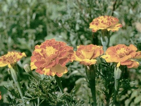 Physical Plasticity Spiritual Meaning Of Flower The Mother