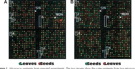 Figure 1 From Microarray Analysis Of Developing Arabidopsis Seeds 1