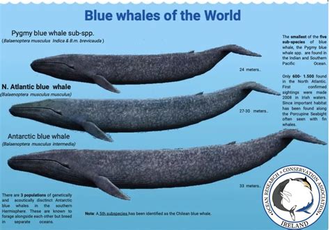 Ocean Research And Conservation Association Of Ireland