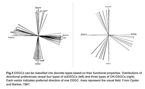 The Anatomy And Physiology Of Direction Selective Retinal Ganglion