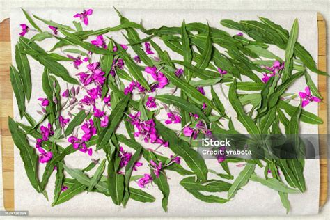 파이어 위드 녹색 잎이 마르고 나무와 섬유 식탁보에 이반 차이의 녹색 잎 톱 뷰 건강한 허브와 건조한 야생 꽃 버드 나무 허브 Kiprei에서 공정 준비 허브 차 0명에