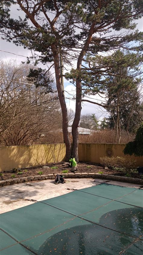 Tree Service Double D S Stump Grinding Removal