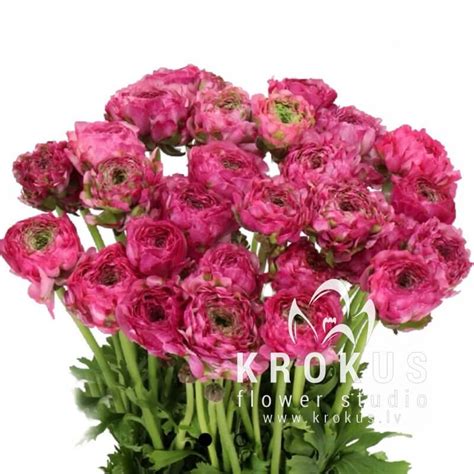 Ranunculus Pon Pon Malva Is A Bouquet Of Fresh Cut Flowers Krokus Is