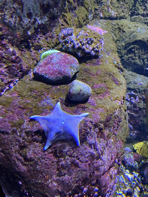 Aquarium Combined Object Detection Dataset V6 2023 06 26 108pm By