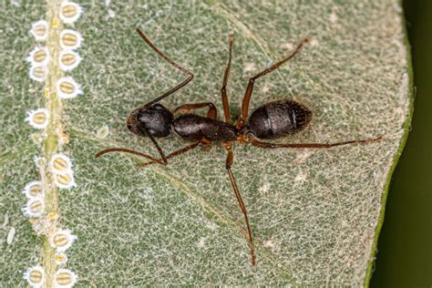 Adult Female Carpenter Ant Stock Image Image Of Carpenter 255483599