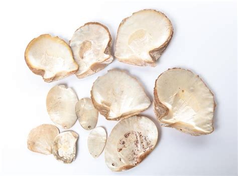 Collection Of Ten Natural Pearl Shells In Various Sizes Natural