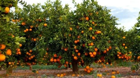 Trees Are Planted In Rectangular System For Orange Cultivation