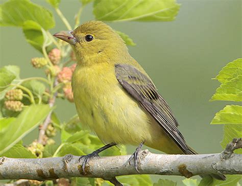 How To Identify Scarlet Tanager Id Facts Diet Habit And More Birdzilla