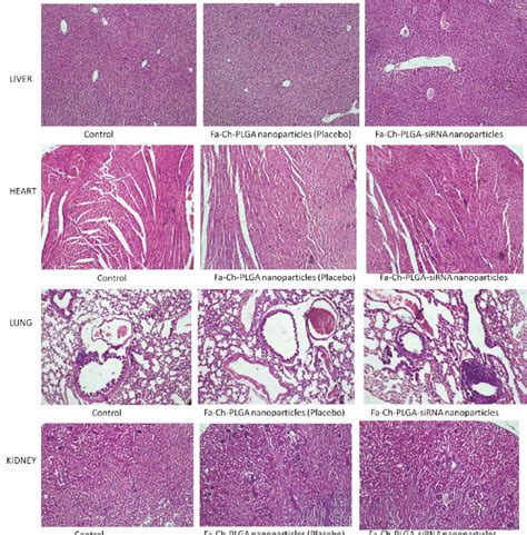Histopathological Analysis Download Scientific Diagram