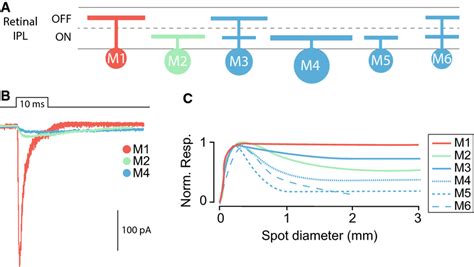 Iprgc Diversity A Schematic Representation Of M1 M6 Iprgc Download Scientific Diagram