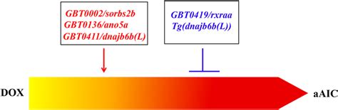 Both Deleterious Modifiers And Salutary Modifiers Of Aic Can Be