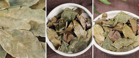 Yin Yu Yinyu Yu Yin Yin Yu Herb Yinyu Herb For Sale Native